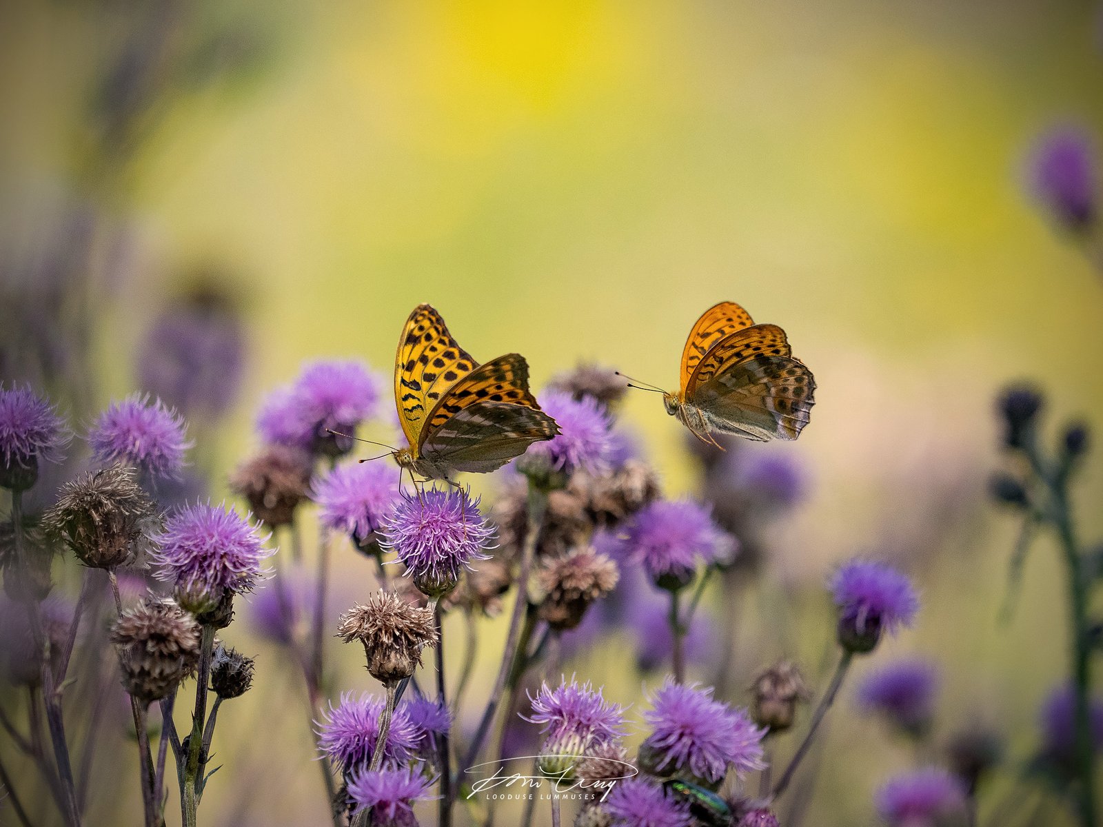 Tõnu Ling - Looduse lummuses